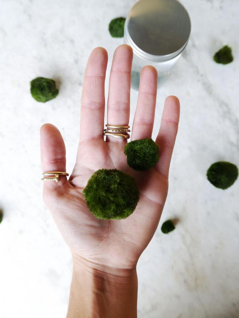 Marimo – NopOnlyPlants